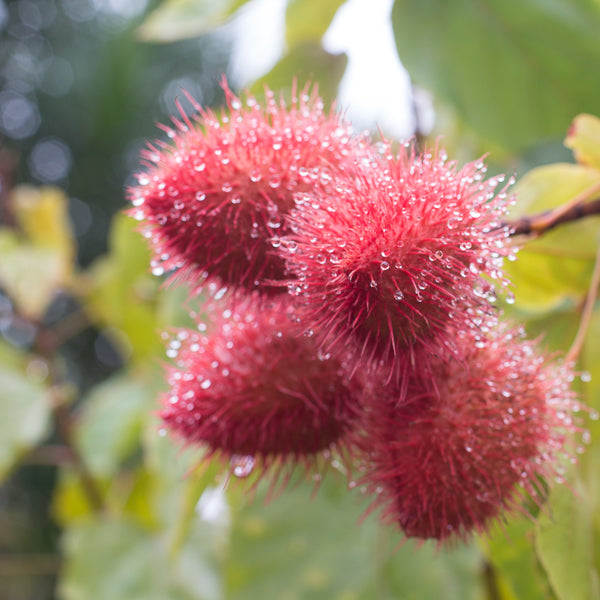 Annatto - Kauai Farmacy
