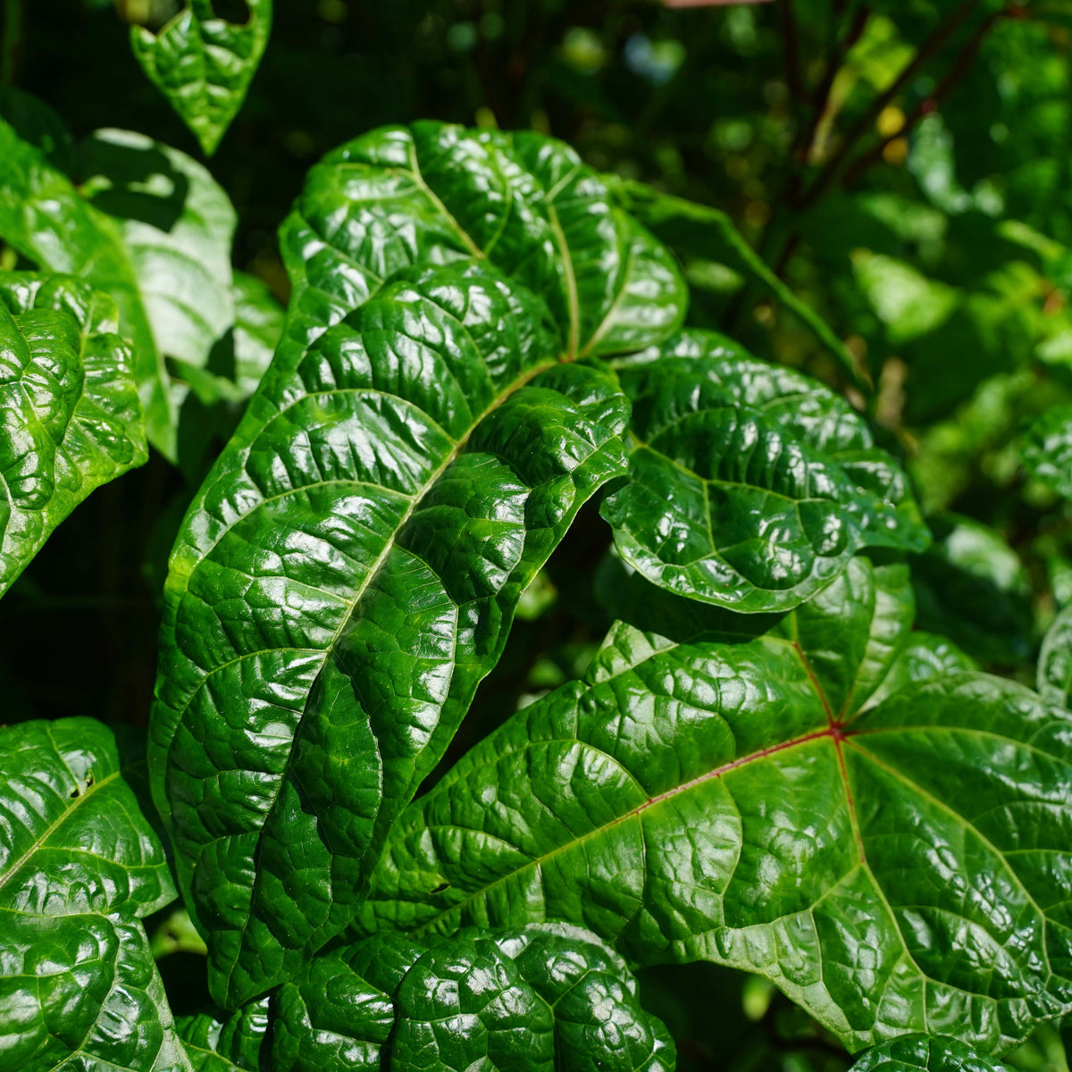Bele Spinach - Facts and Health Benefits - Kauai Farmacy