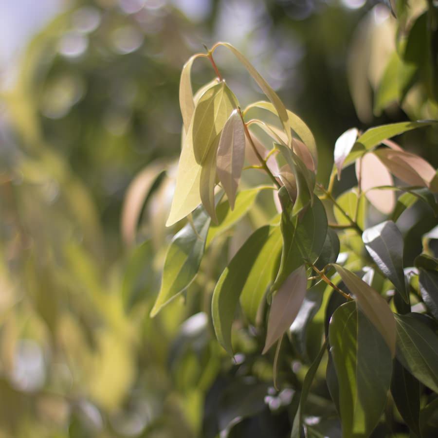 Cinnamon Harvest - Kauai Farmacy