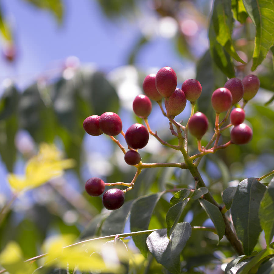 Curry Plant benefits and features - Kauai Farmacy