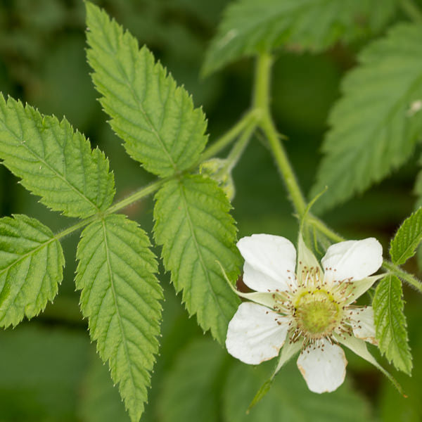 West Indian Raspberry - Kauai Farmacy