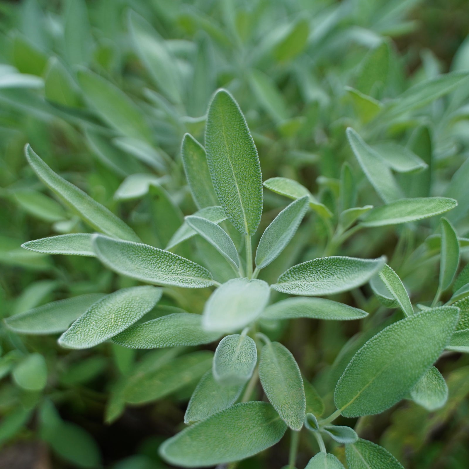 Sage - Kauai Farmacy