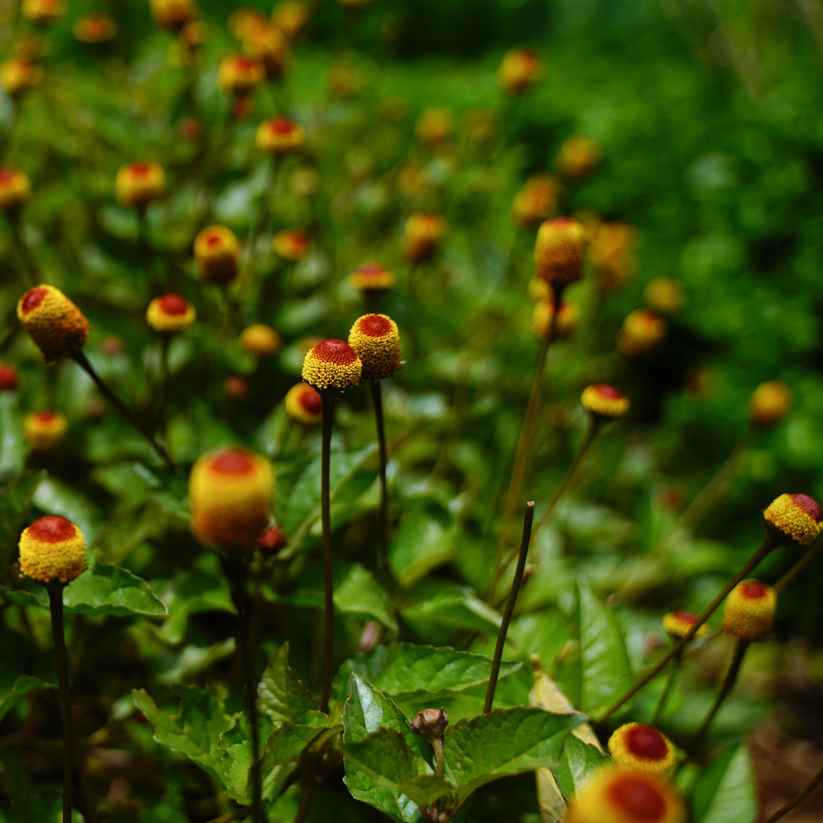 Spilanthes plant uses and benefits - Kauai Farmacy