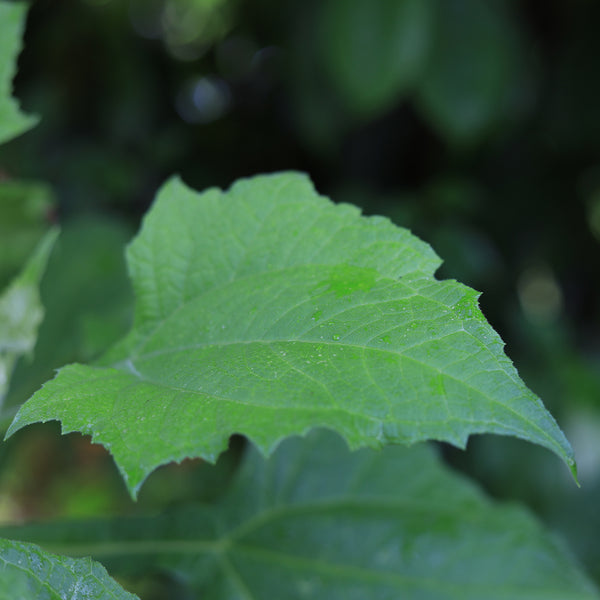 Yacon plant uses and benefits - Kauai Farmacy