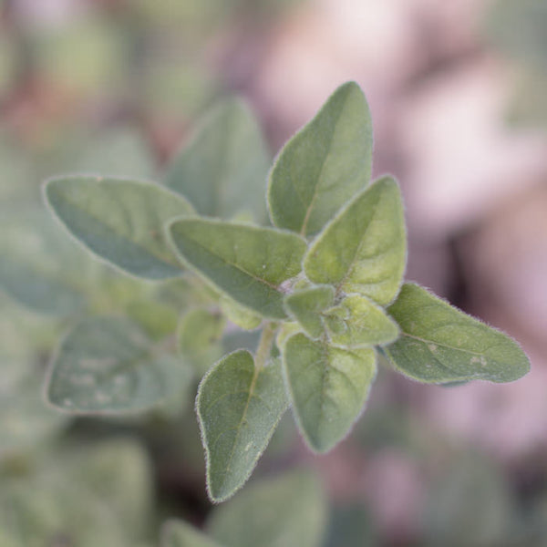 Oregano - Medicinal herb description and usage - Kauai Farmacy