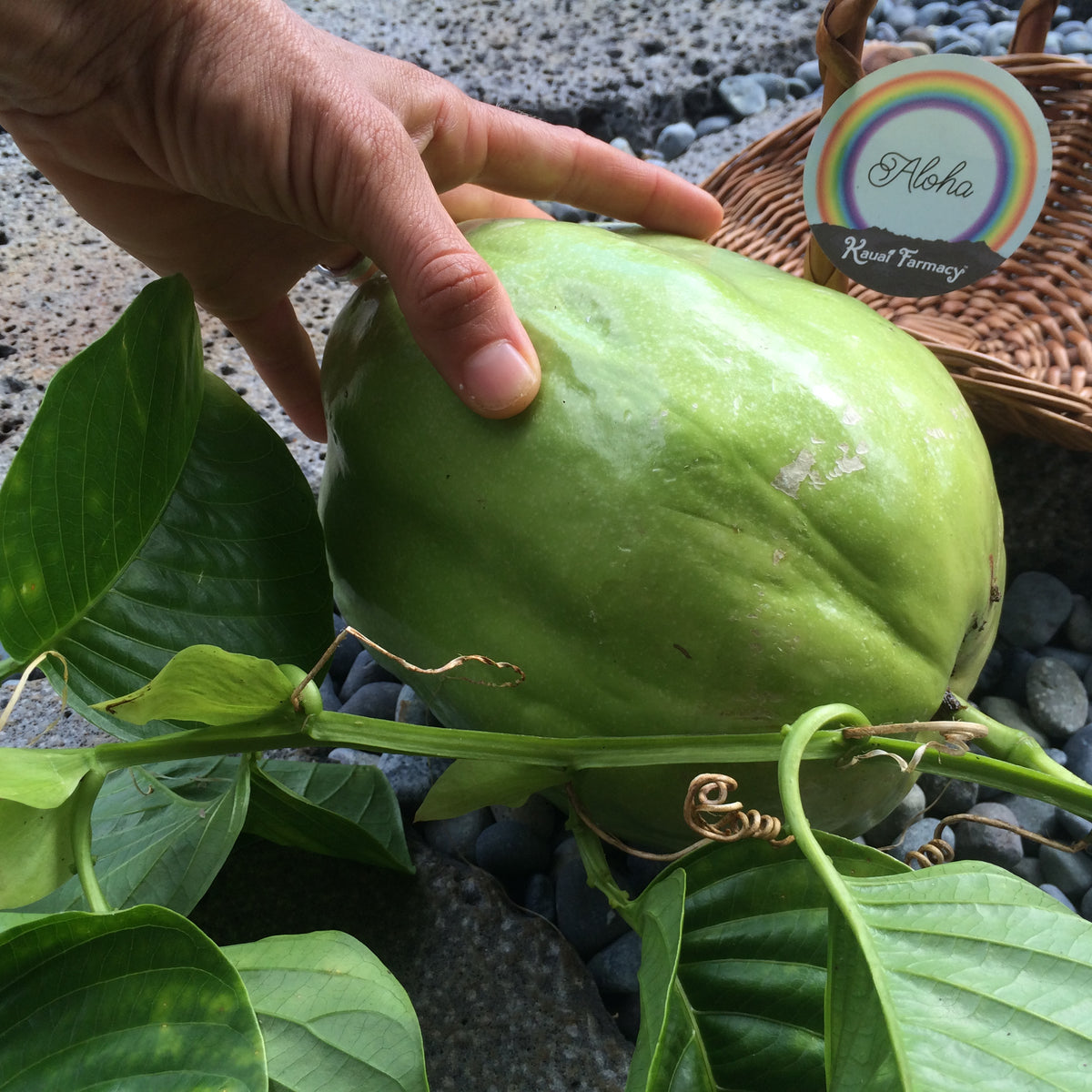 GIANT health benefits! - Kauai Farmacy