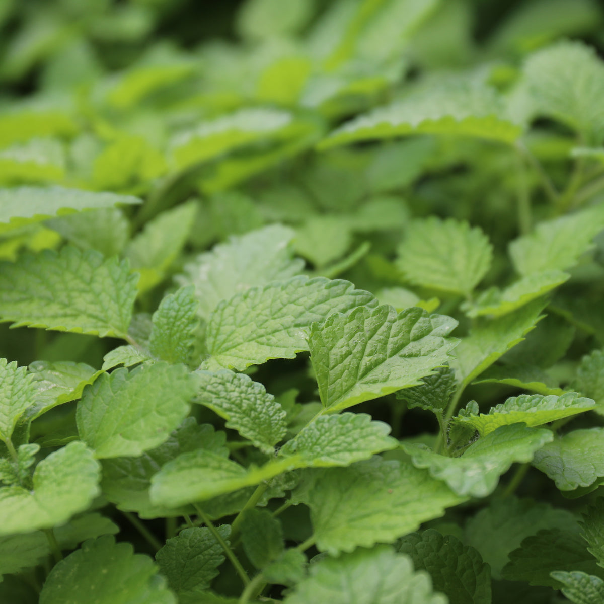 Lemon Balm uses and benefits - Kauai Farmacy