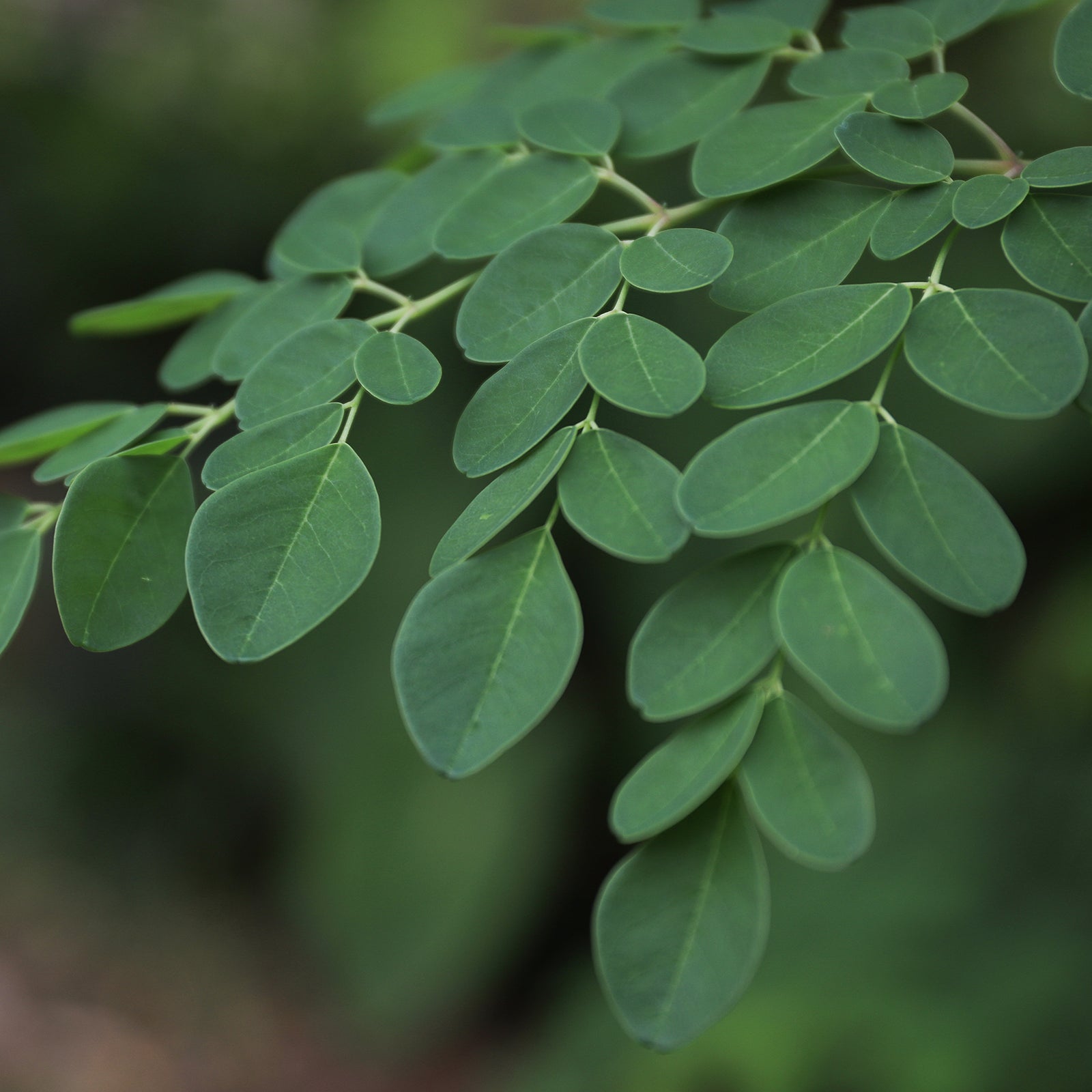Moringa Plant uses and benefits - Kauai Farmacy
