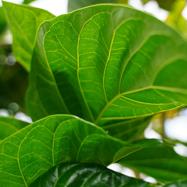 Noni Leaf Tincture - Kauai Farmacy