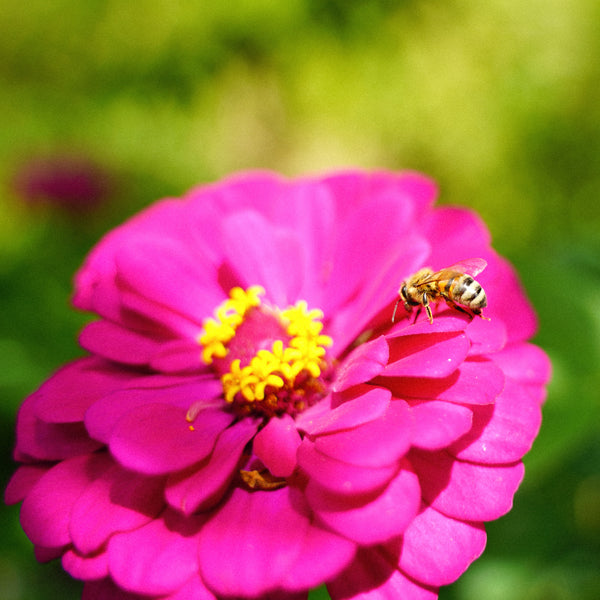 Propolis Tincture - Kauai Farmacy