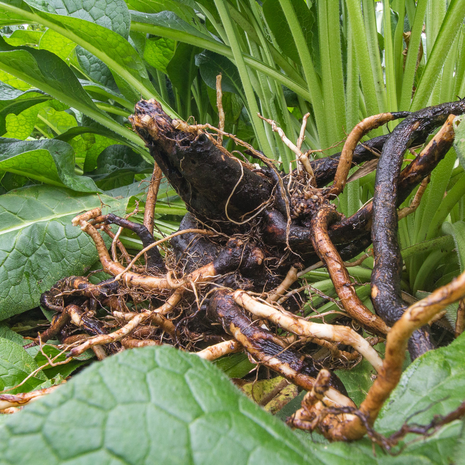 Comfrey Cast, Root Powder, topical compound for bones, sprains ...