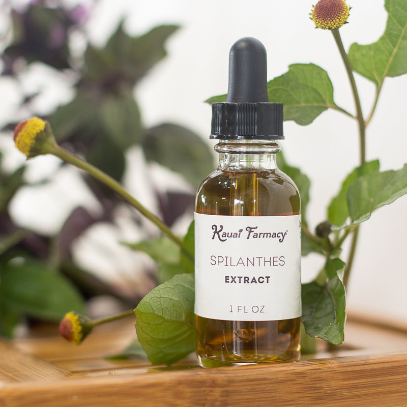 Spilanthes Tincture - Organic alcohol extract - Kauai Farmacy